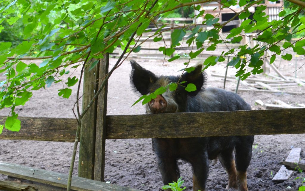 6 Pig Farming Equipment Essentials for Your Farm - Countryside